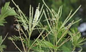 Khair Tree: Overview, Benefit and Uses of the tree - TFIGlobal