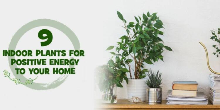 Bring these 9 indoor plants for positivity in the house - TFIGlobal