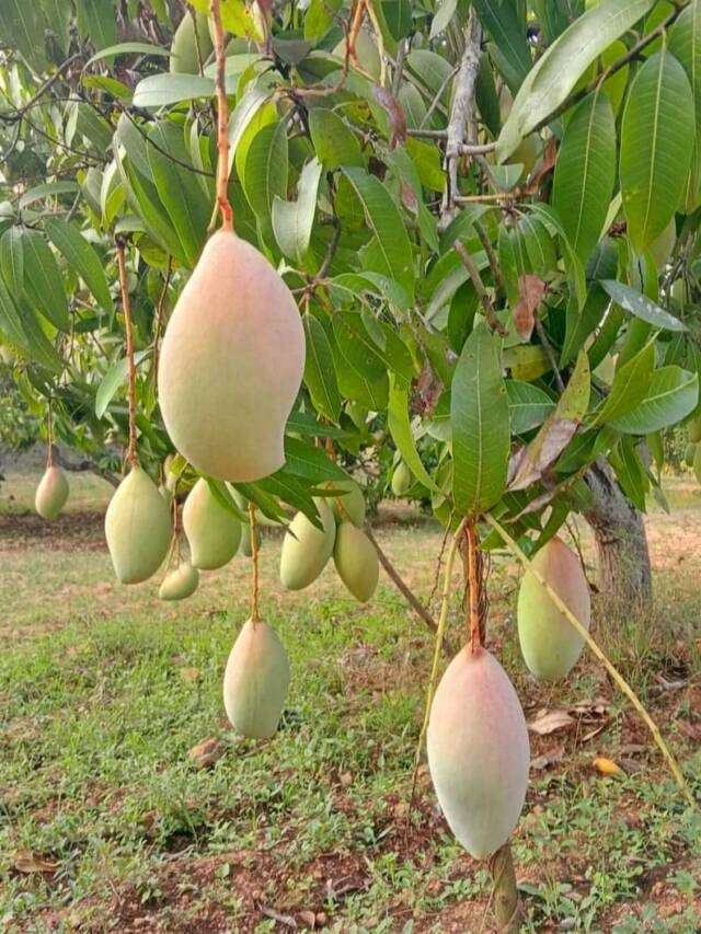 Mango Mania: Exploring the 10 Most Popular Mango Varieties - TFIGlobal