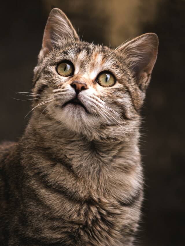 Amazing Creatures: 8 Most Flexible Animals on The Planet - TFIGlobal